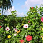 Okinawa: Fruit Land Theme Park Entry Ticket - Practical Tips