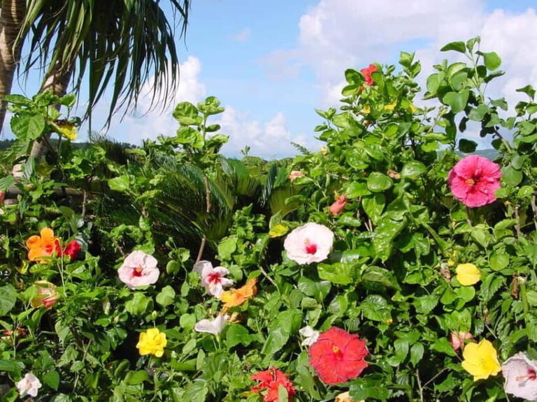 Okinawa: Fruit Land Theme Park Entry Ticket - Practical Tips