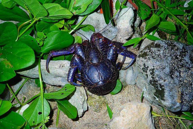 Okinawa Ishigaki Island Night Starry sky and Jungle night tour - Frequently Asked Questions (FAQs)