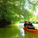 Okinawa Ishigaki Mangrove SUP or Canoe Tour - Why This Tour Offers Great Value