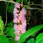 Okinawa Ishigaki Sagaribana Watching Tour June to August only - Authentic Experience and Authenticity