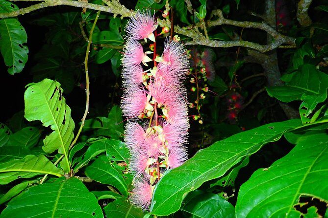 Okinawa Ishigaki Sagaribana Watching Tour June to August only - Authentic Experience and Authenticity