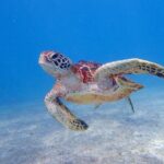 Okinawa Miyako 3set Beach SUP, Snorkeling,Pumpkin Cave,Canoeing - Practical Tips for Booking and Preparing