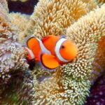 [Okinawa Miyako] Natural Aquarium! Tropical Snorkeling. - Key Highlights of the Snorkeling Experience