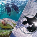 Okinawa Miyako Sea turtle Snorkeling Free Pick up and Drop off - Evaluating the Value