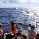 Okinawa Whale Watching From Naha - The Value of This Tour