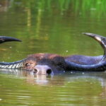 Once-in-a-lifetime Experience in Sri Lanka - 8 Days - What the Reviews Say