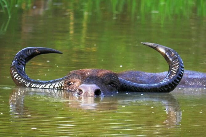 Once-in-a-lifetime Experience in Sri Lanka - 8 Days - What the Reviews Say