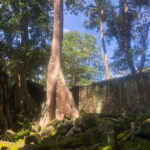 One Day Angkor Wat Bayon Ta Prohm from Siem Reap - Authentic, Comfortable, and Well-Organized