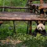 One Day Giant Panda Leisure Private Tour in Chengdu - Exploring Chengdu’s Highlights in a Day