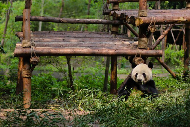 One Day Giant Panda Leisure Private Tour in Chengdu - Exploring Chengdu’s Highlights in a Day