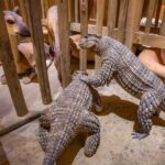 One Day Tour Nashville To Ark Encounter - Who Is This Tour Best For?