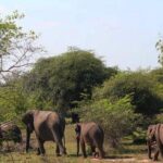 One Day Udawalawe Safari from Galle/Mirissa/Unawatuna/Hikkaduwa - The Sum Up