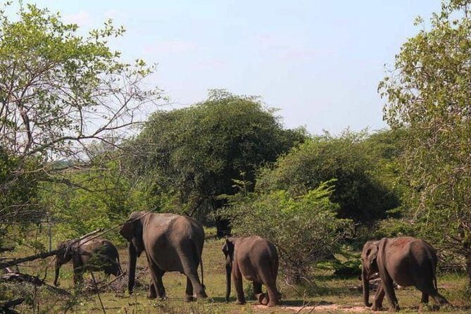 One Day Udawalawe Safari from Galle/Mirissa/Unawatuna/Hikkaduwa - The Sum Up