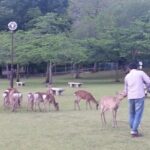 One-Day Walking Tour of Amazing 8th Century Capital Nara - The Authentic Experience and Practical Details