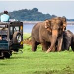 One day Yala National Park from Galle/Hikkaduwa/Mirissa/Unawatuna - The Basics of the Tour