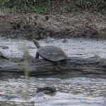 One Night Camping in Yala National Park - Why Choose This Tour?