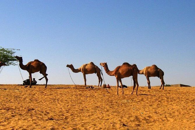 One Way Jaipur To Udaipur Drop With Optional Visit to Pushkar - Deep Dive into Key Stops