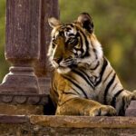 One Way Transfer From Jaipur To Ranthambore in AC Vehicle - FAQs