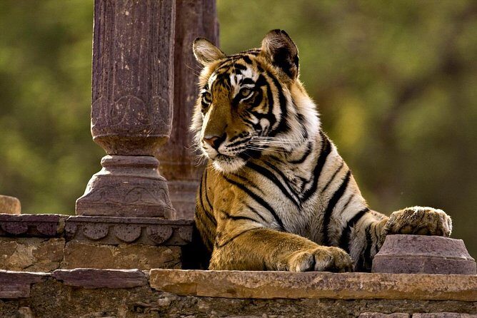 One Way Transfer From Jaipur To Ranthambore in AC Vehicle - FAQs