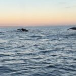 Open Boat Whale Watching - FAQs