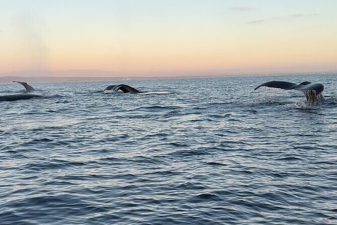 Open Boat Whale Watching - FAQs