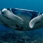 Open Water + Advanced Course - Premium Certifications Package in Nusa Lembongan - The Course Breakdown: What You Can Expect