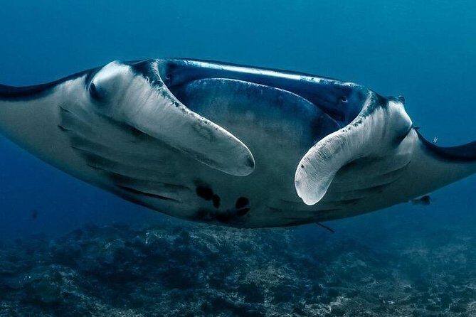 Open Water + Advanced Course - Premium Certifications Package in Nusa Lembongan - The Course Breakdown: What You Can Expect