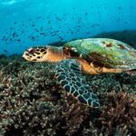 Open Water Course in Nusa Lembongan - Get Certified on remote island (next Bali) - The Itinerary: What You Can Expect