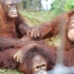 Orang Utan Island and Perak Tong Cave From Kuala Lumpur - FAQ