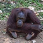 Orang Utan Sanctuary "Man Of The Forest" + Ipoh (Guided Tour) - What We Think About the Whole Package