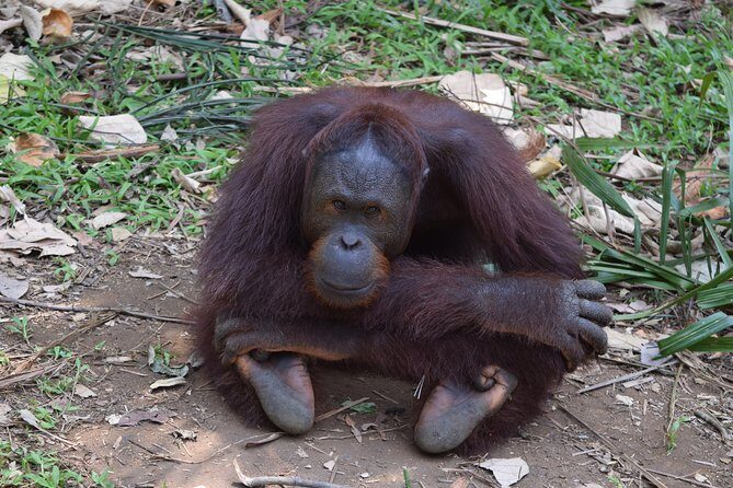 Orang Utan Sanctuary "Man Of The Forest" + Ipoh (Guided Tour) - What We Think About the Whole Package