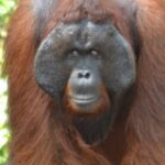 Orangutan Houseboat Kelotok Tanjung Puting 3 Days Share Cost - The Sum Up: Who Should Book This Tour?