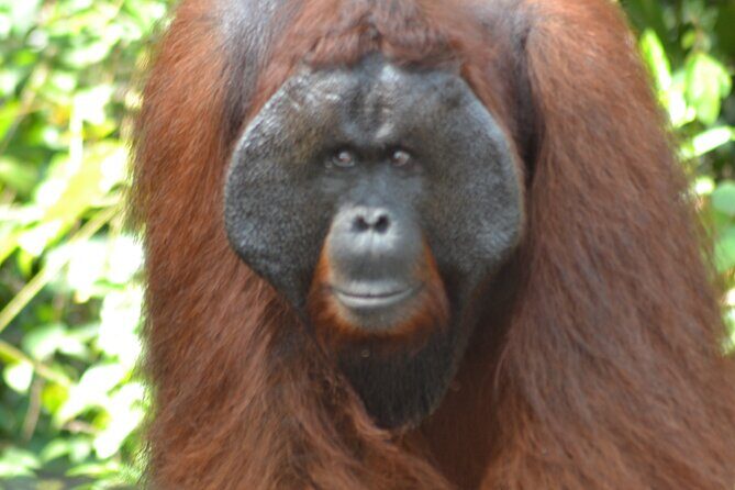 Orangutan Houseboat Kelotok Tanjung Puting 3 Days Share Cost - The Sum Up: Who Should Book This Tour?