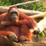 Orangutan Island & Perak Tong Cave Temple Tour from Kuala Lumpur - FAQ