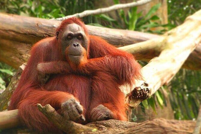 Orangutan Island & Perak Tong Cave Temple Tour from Kuala Lumpur - FAQ