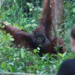 Orangutan Safari Kelotok Houseboat 3 Days 2 Nights Private - The Sum Up: Why This Tour Stands Out