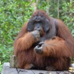 Orangutan Tanjung Puting Day Trip - FAQ