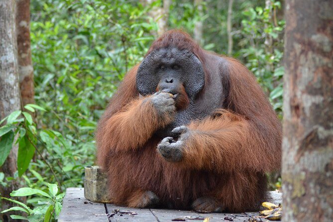 Orangutan Tanjung Puting Day Trip - FAQ