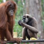 Orangutan Tanjung Puting Honeymoon CoupleTour - Exploring the Itinerary in Detail