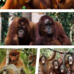 Orangutan Tour Tanjung Puting 3D2N - Itinerary Breakdown: What Your 3 Days Entail