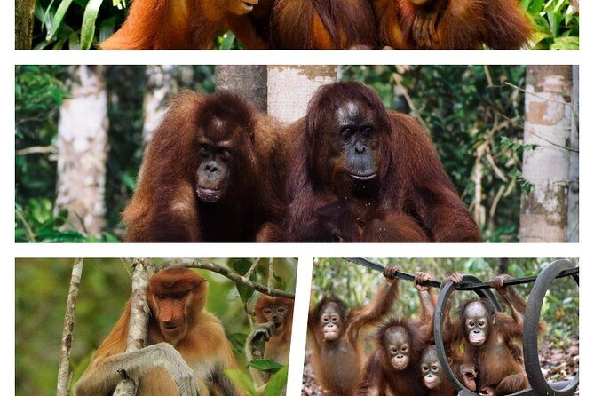 Orangutan Tour Tanjung Puting 3D2N - Itinerary Breakdown: What Your 3 Days Entail