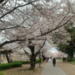 Osaka Highlights: 4Hrs Guided Walking Tour with a Native Expert - Who This Tour Suits Best