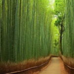 Osaka/Kyoto and Nara private tour with English speaking Guide - Final Thoughts: Is This Tour Right for You?