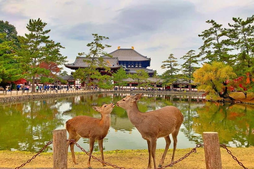 Osaka/Kyoto:Kinkakuji,Arashiyama,FushimiInariShrine,NaraPark - Group Size, Timing, and Transport