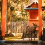 Osaka, Nara and Kyoto Day Trip with English Speaking Driver - Practical Details: Transportation, Duration, and Cost