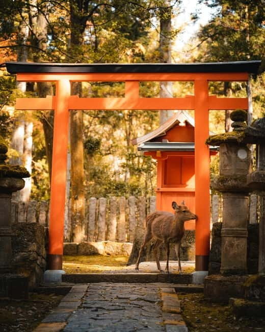 Osaka, Nara and Kyoto Day Trip with English Speaking Driver - Who Will Enjoy This Tour?