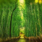 Osaka to Kyoto: Arashiyama Bamboo Grove Small Group Tour - A Deep Dive into the Tour Experience