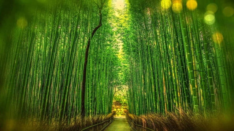 Osaka to Kyoto: Arashiyama Bamboo Grove Small Group Tour - A Deep Dive into the Tour Experience