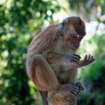 Oslob Whale Shark Encounter, Moalboal Turtles & Monkey Sanctuary - Who should consider this tour?